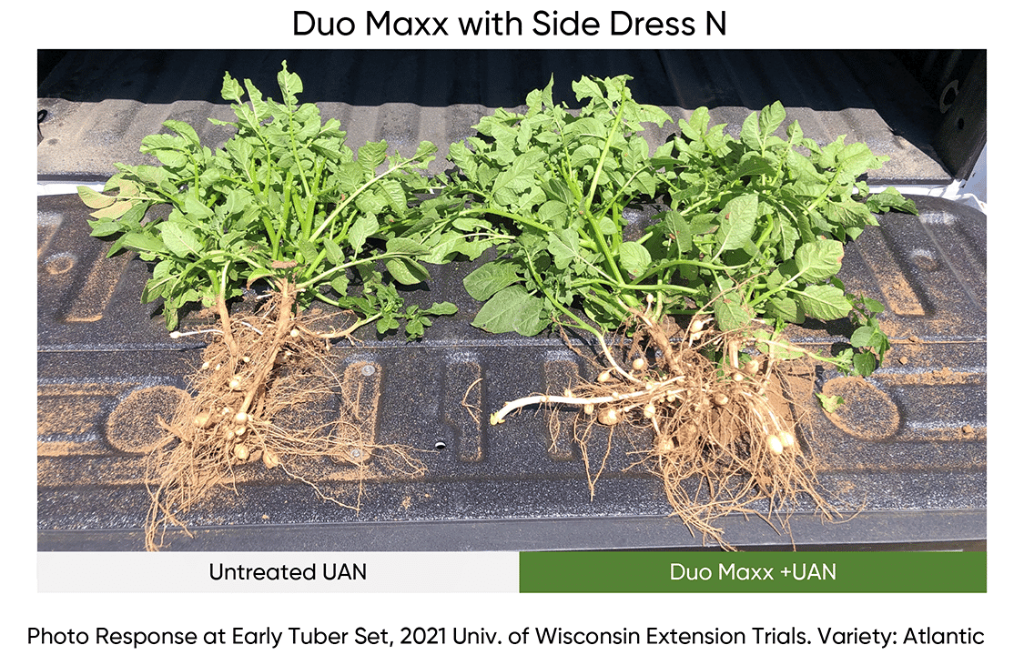 Potato Crop Presents Challenges and Opportunities