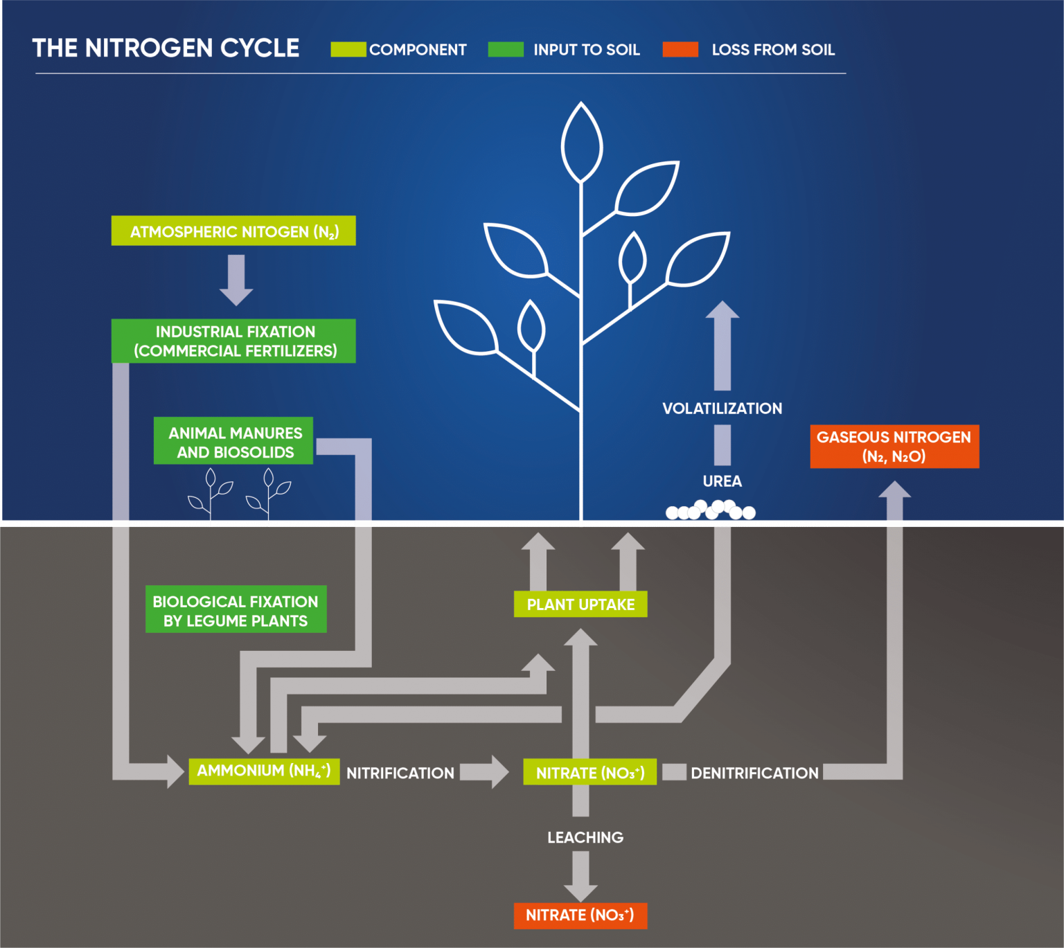 Using a Stabilizer to Protect Nitrogen Fertilizer